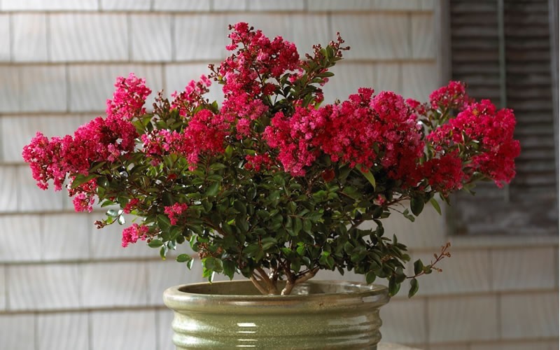 Hadassah- The Myrtle Tree planted in the desert « Green Pastures