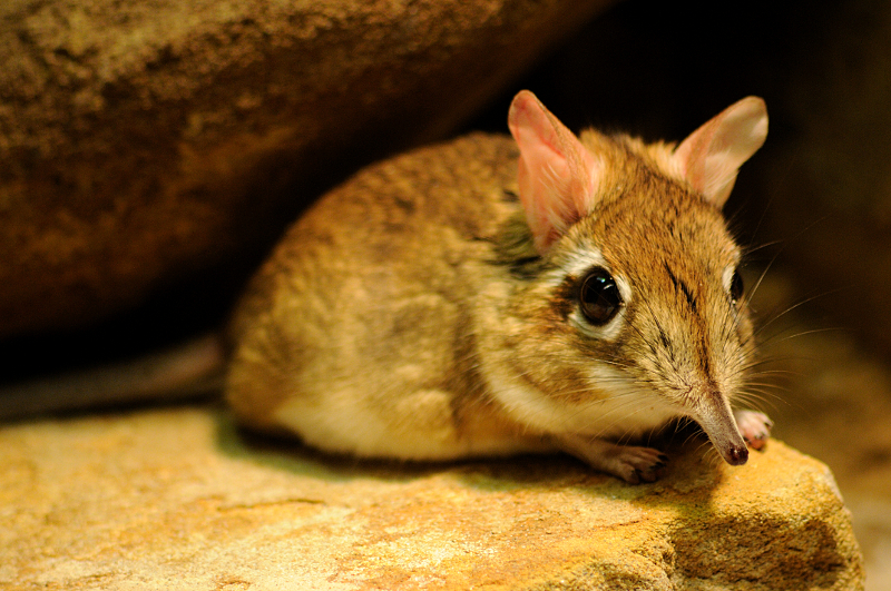 SHREWD LIKE THE SHREW « Green Pastures