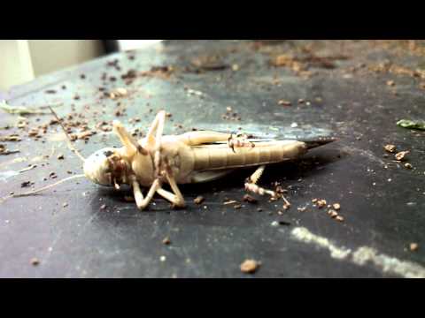 THIS TIME THE LOCUSTS WILL REMAIN HUNGRY! « Green Pastures