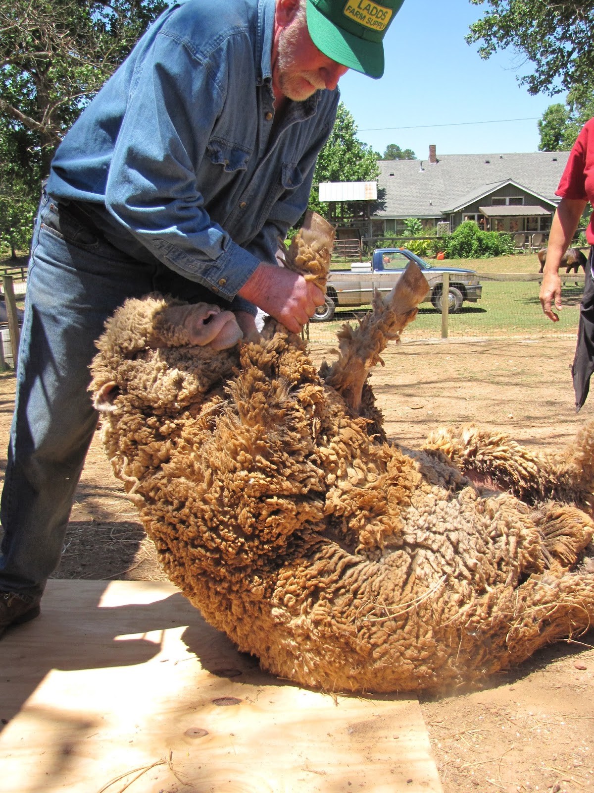 A CAST SHEEP RESTORED « Green Pastures